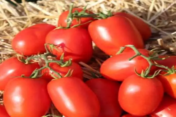 Dino Varietéit Tomaten