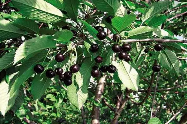 Fruits noirs