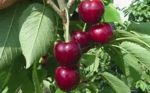 里賈納櫻桃的特點和描述，栽培和護理