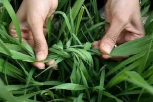 Bila dan mengapa anda perlu mengikat daun bawang putih?
