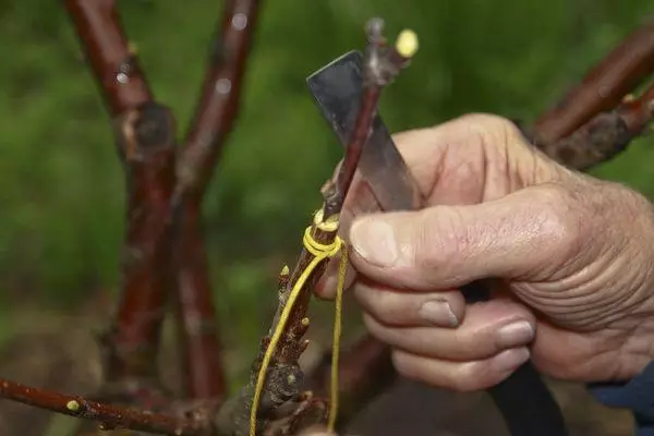 Kuchengeta Nyanza Buckthorn