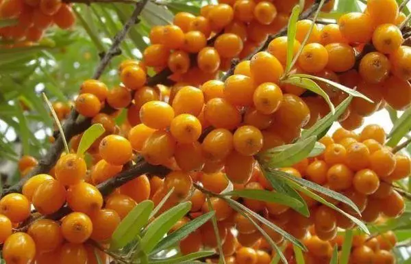 Bazi rine gungwa buckthorn