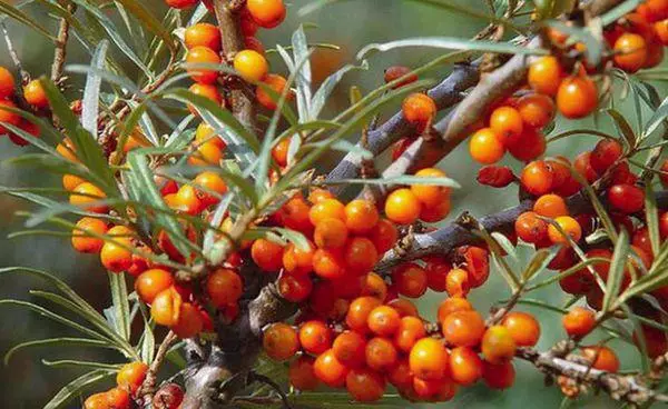 Hout buckthorn boom