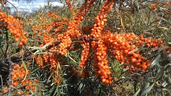 Groeiende see buckthorn