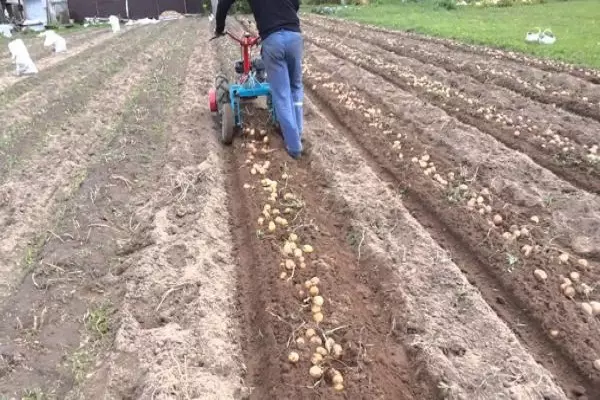 đào khoai tây.