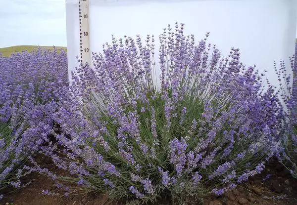 Lavender ifunganye-amababi