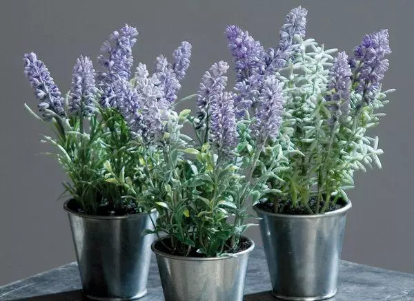 Pembiakan lavender