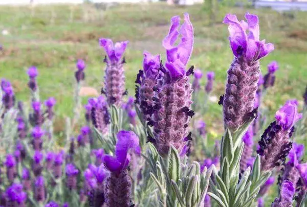 Lavendel in het veld