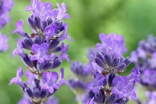 Lavender broad-sized