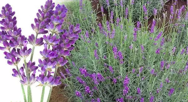 Lavender Munstead.