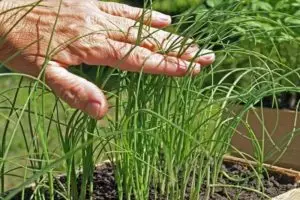 Laskeutuminen, kasvaminen ja sipuli avoimessa maaperässä