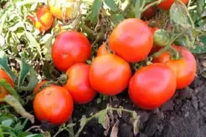 Descrierea varietății regiunii și a caracteristicilor de Moscova de tomate