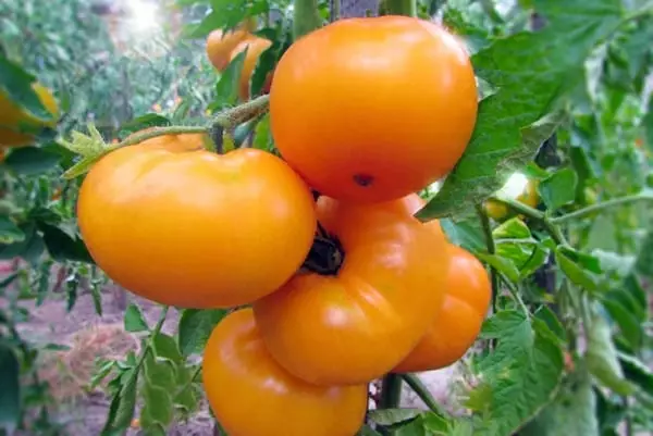 Tomate marmalade galben în teren deschis