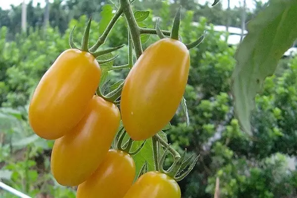 黄色のトマト