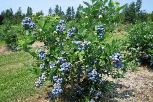 Blueberry Nortlend