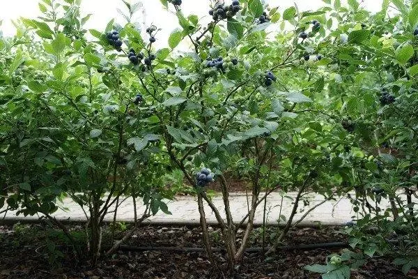 Bahçe berry