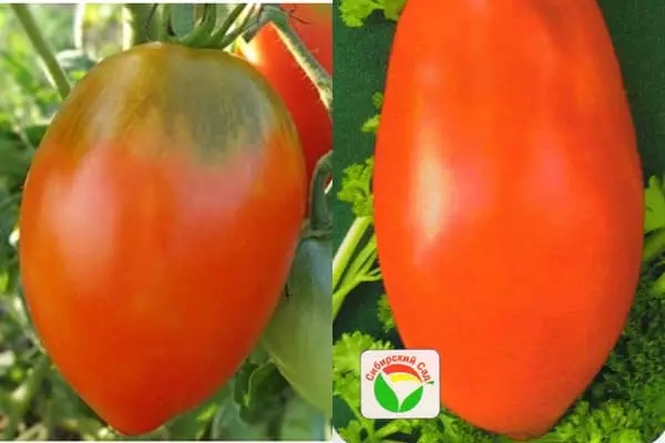 Pomidor dekenka tohumy