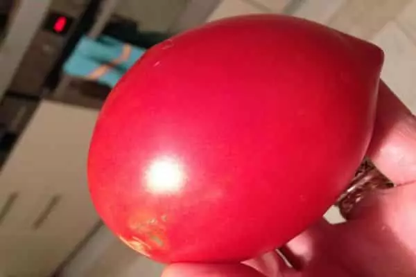 Exterior tomato darenka.