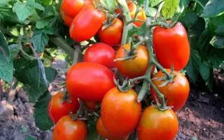 Arbustos tomate darenka.