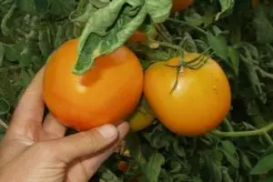 Beskrywing van Tomato Oranje, sy kenmerk en opbrengs
