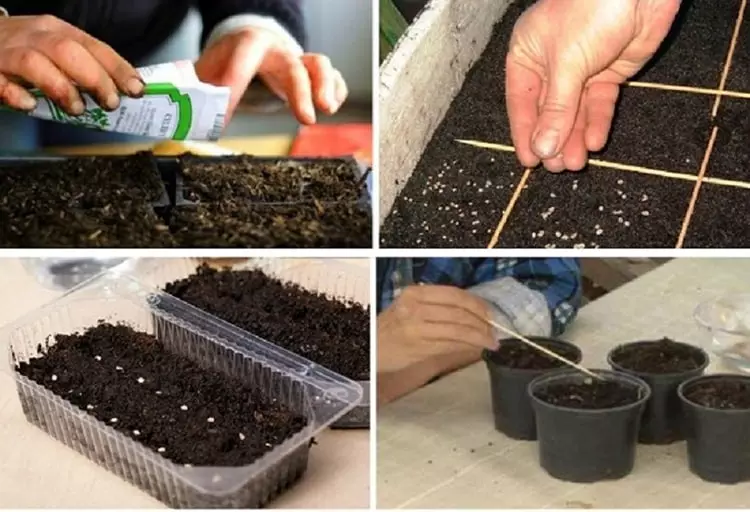 Процесот на растечки семиња