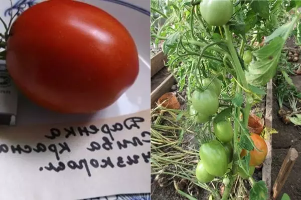 Bushes tomato darenka.