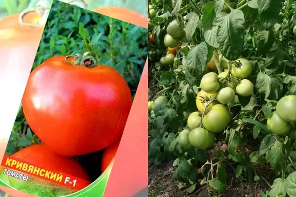 Bush tomato Kriviansky.