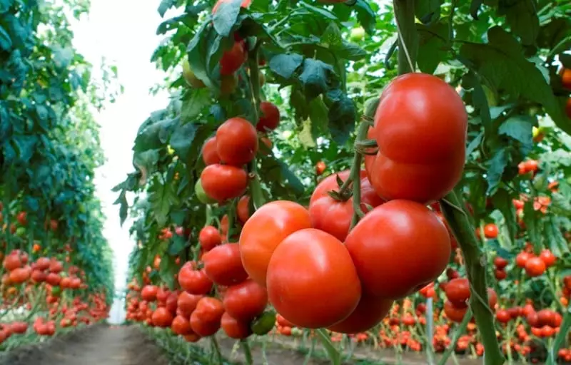 Gyrymsy agaçlar pomidor krifiýalary