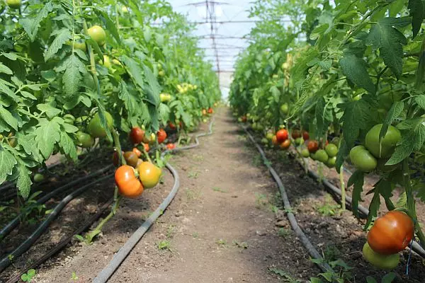 Tomatoes in Teplice