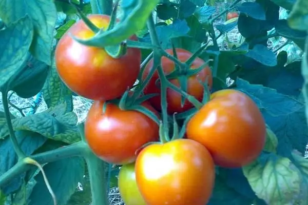 Tekislangan pomidor