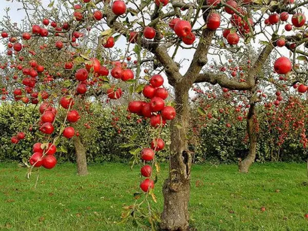 Jabolčno drevo jagode