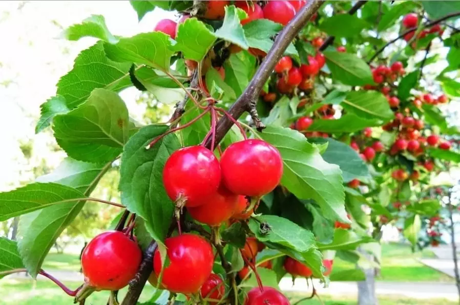 Berry pemë mollë