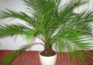 Evde ve bakım, hastalık önleme için yerli bir palmiye ağacı yetiştirmek