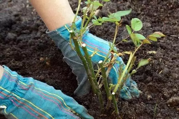 Frøplante transplantation