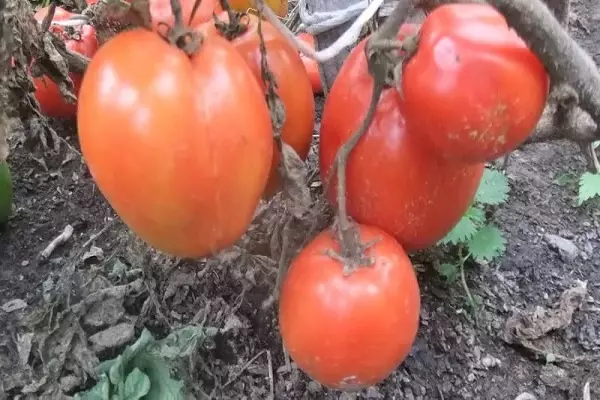 ٹماٹر گنو