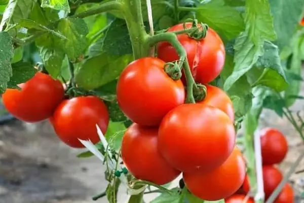 Pomidor alenka