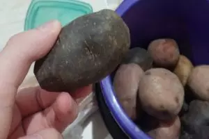 Katerangan jinis kentang hideung, aneh budidaya sareng perawatan