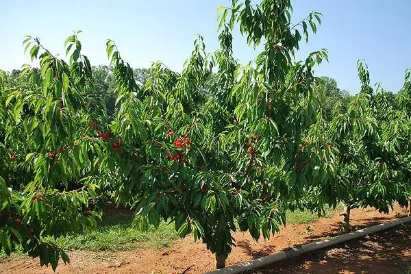 Description and Specifications of Cherry Cherry Tyutchevka, Landing and Care