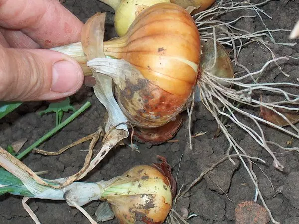 As cebollas de cebola danadas