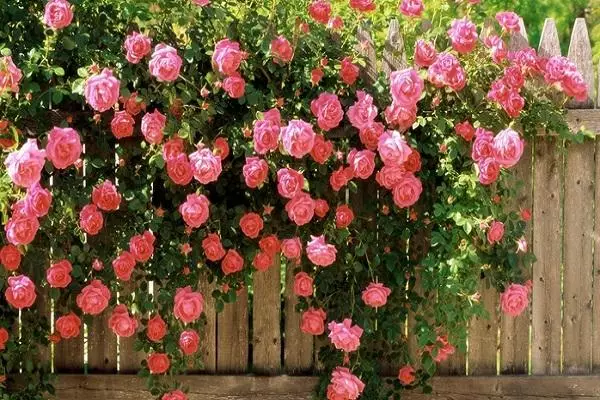 Pelet Roses