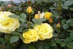 Description et technologie de la variété de roses en croissance Arthur Bell