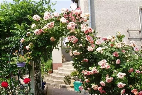 Descricións das mellores variedades de rosas grupo escalador e as súas características, aterrizaje e coidado