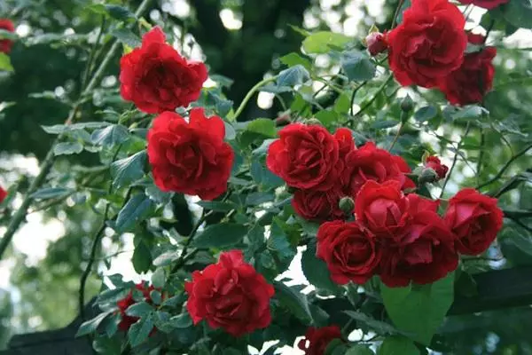 Rose rouge rose