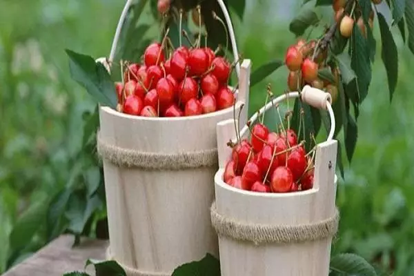 bucket fruit