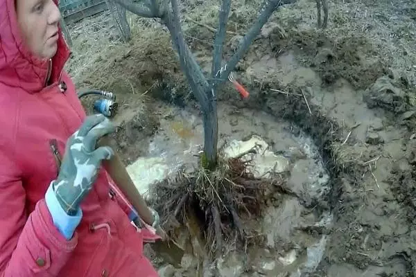 Lave as raízes.