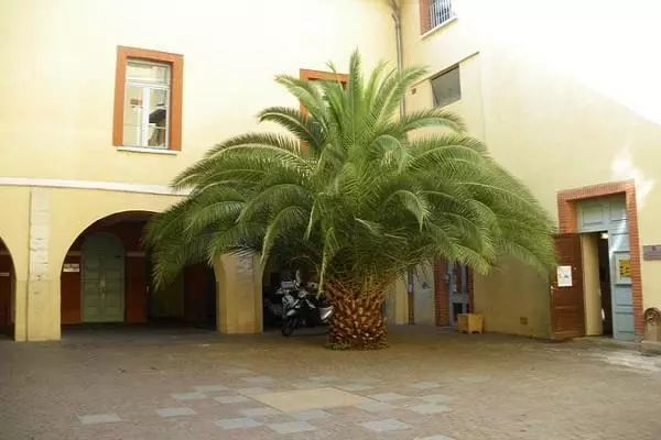 пальма у дворі