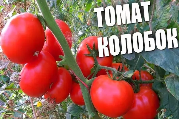 Tomato kolobok.