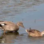 Ducks এর ধরন: 25 বংশবৃদ্ধি নাম এবং তারা কি দেখে, তাদের বিবরণ এবং বাসস্থান 1288_1