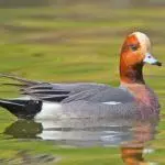 Ducks এর ধরন: 25 বংশবৃদ্ধি নাম এবং তারা কি দেখে, তাদের বিবরণ এবং বাসস্থান 1288_14