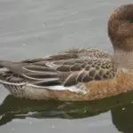 Ducks এর ধরন: 25 বংশবৃদ্ধি নাম এবং তারা কি দেখে, তাদের বিবরণ এবং বাসস্থান 1288_15